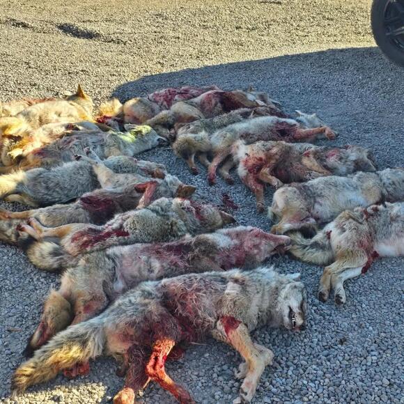 Southwest Montana Sportsmen Achieve Wildlife Conservation Success ...