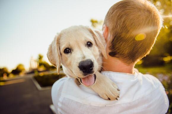 Why A Dog Can Love You More Than A Cat - NewsBreak