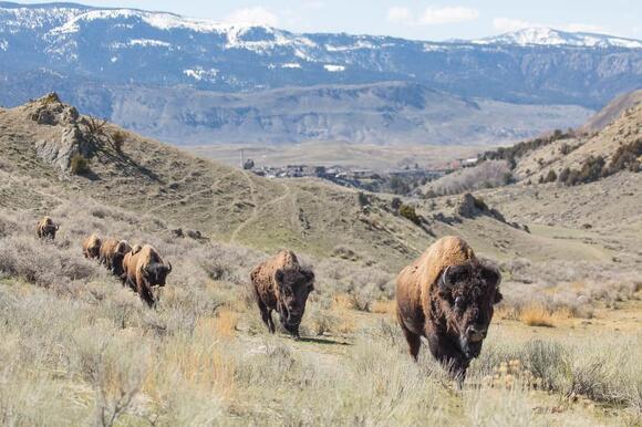 The Role of Cattle in Native American Traditions and Modern Meat ...