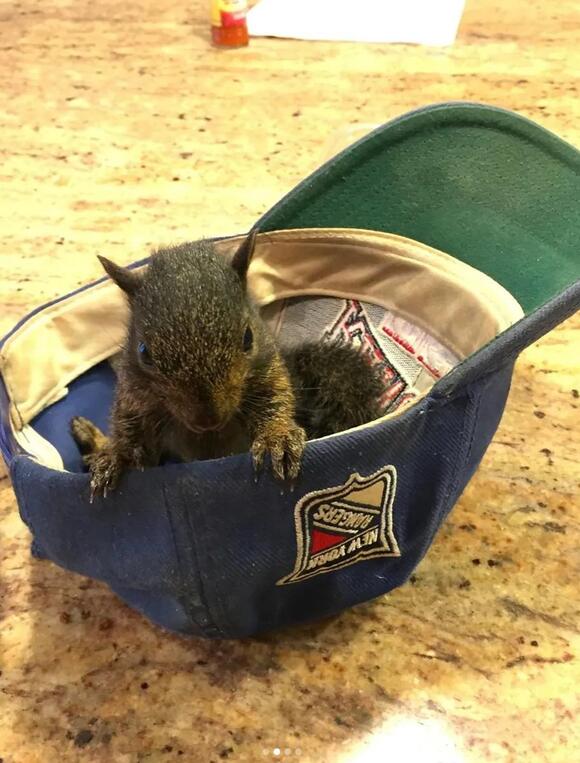 P’nut the Squirrel’s grieving owner says he was treated like a ...