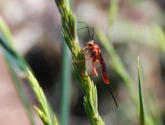 Stinging Insects in Central Texas: What You Need to Know to Stay Safe ...