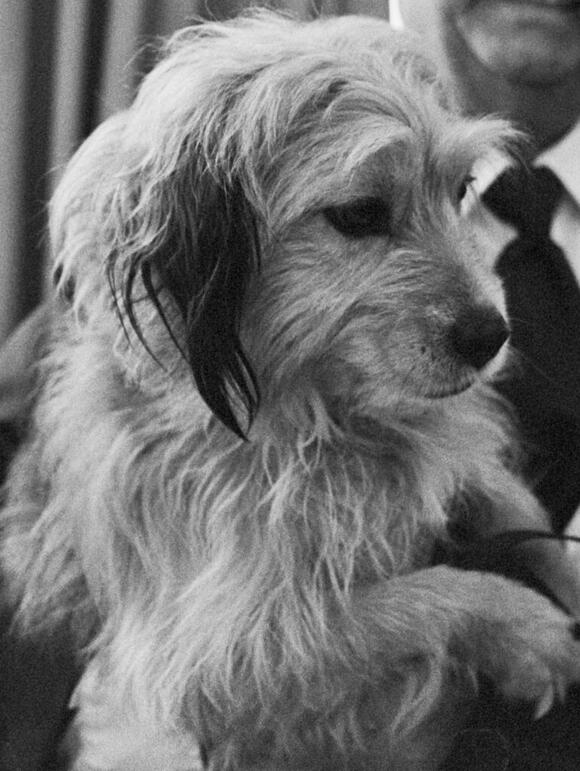 What Kind of Dog Is Benji? Breed Information, Pictures and Facts ...