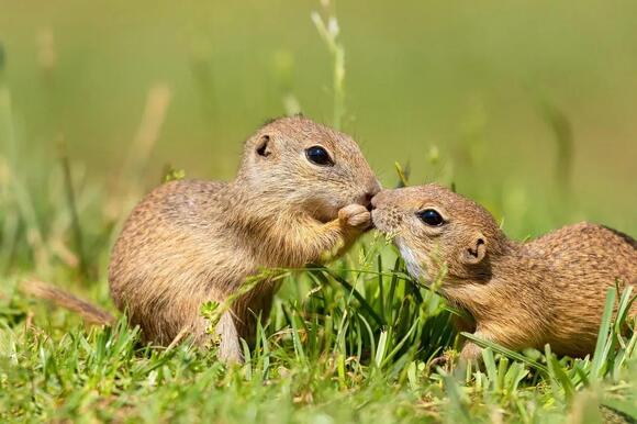 What It Means When Squirrels Suddenly Disappear From Your Yard For Days ...