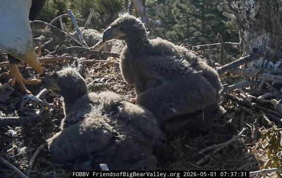 Hello, Sandy and Luna! Big Bear’s bald eaglets have names - NewsBreak