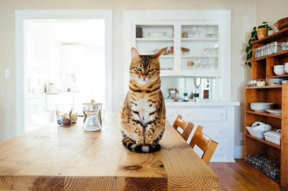 Why Cats Knock Things Off the Table: Understanding Feline Behavior ...