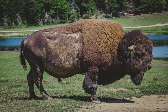 The Woman Who Saved the American Bison: The Legacy of Dr. Libby R ...