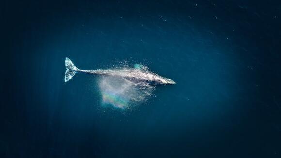 Is a Whale Bigger Than a Bus? Exploring Giant Creatures With Little ...