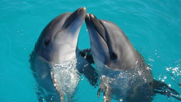 Dolphin vs. Shark: Who Protects Their Pod Better? - NewsBreak