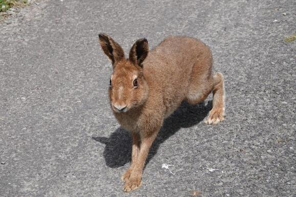 The Irish Hare: A Native Running Through Myth, Land, and Legend - NewsBreak