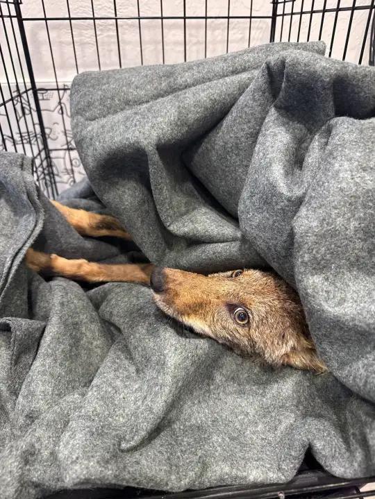 WATCH: ‘Dog’ rescued from Florida canal turns out to be coyote pup ...
