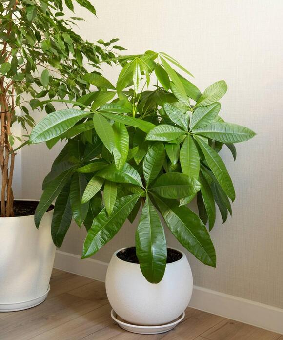 Start the Year Right! 9 Office Plants That Will Boost Your Mood and ...