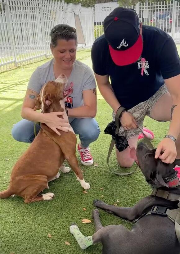Elderly shelter dog who went viral in heartbreaking adoption video ...