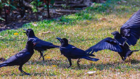 Crows Leave Gifts for the People They Trust - NewsBreak