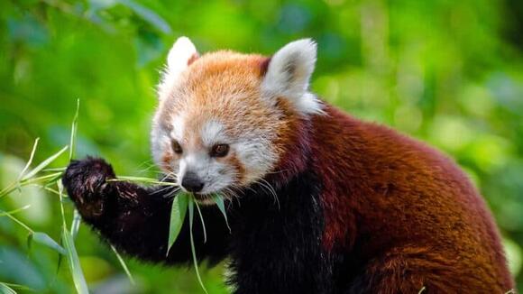 13 Ways Red Pandas Adapted to Life in the Trees - NewsBreak