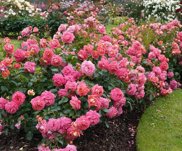 How To Grow A Rose Plant Faster: Top Tips For Quick-Growing Blooms