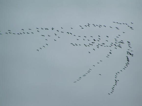 Navigating the Skies: How Birds Migrate With Magnetic Maps and ...