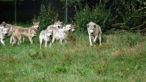 Why Red Wolves Are Only Found in North Carolina’s Wilds - NewsBreak