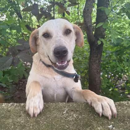 🐶 Playful, Loyal & Loving Dogs Ready for Adoption in Wheaton - NewsBreak