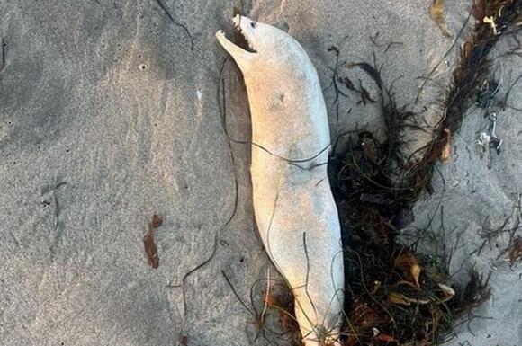 Mysterious alien-looking fish with razor-sharp teeth washes up on ...