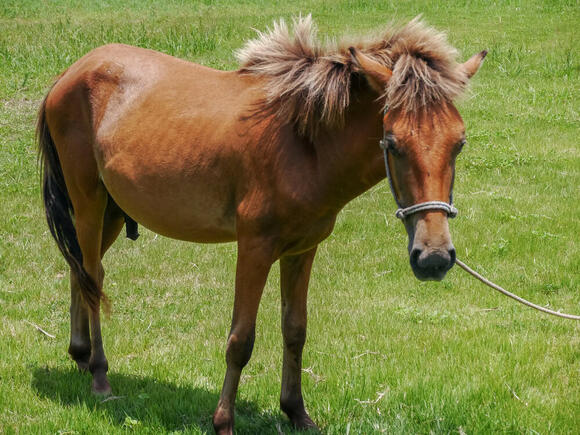 Small but Mighty Horses Showing the Magic of Miniature Breeds - NewsBreak