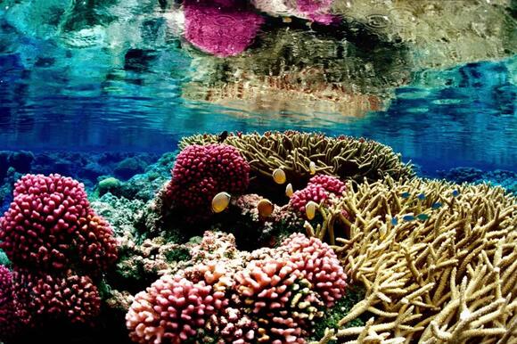 The Self-Healing Coral Reefs: How Nature Is Restoring Itself Against ...