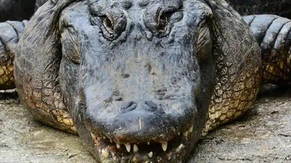 Trump's guide to outrunning alligator gets fact-check — he wouldn't ...