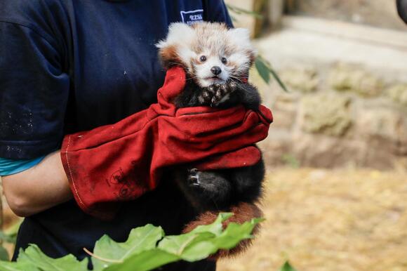 Firework control zones expanded after death of red pandas at zoo last ...