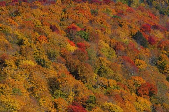 Peak Foliage Predictions for The Hudson Valley - NewsBreak