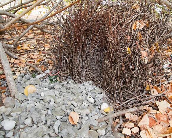 How Bowerbirds Build Elaborate Nests to Attract Mates - NewsBreak