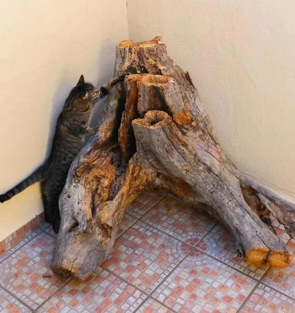 Old tree stump rescued from rot becomes a dreamy succulent planter ...