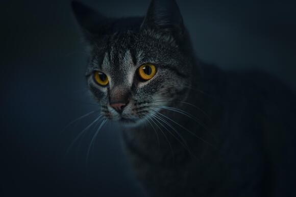 10 Spiritual Messages Cats Deliver Without Words - NewsBreak