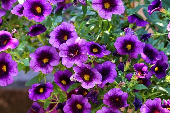 The #1 Flower That Attracts Hummingbirds (Do you Have it in your Garden ...