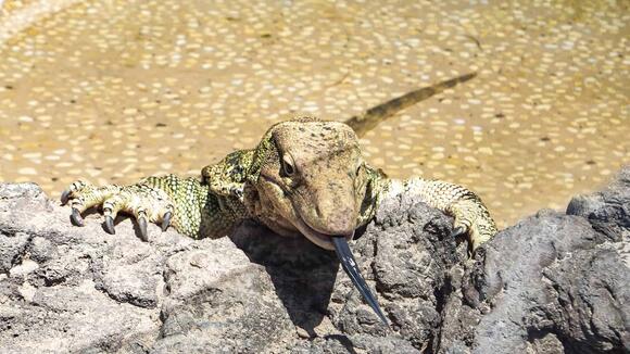 The Lizard That Brought Fire: Aboriginal Australian Legends - NewsBreak
