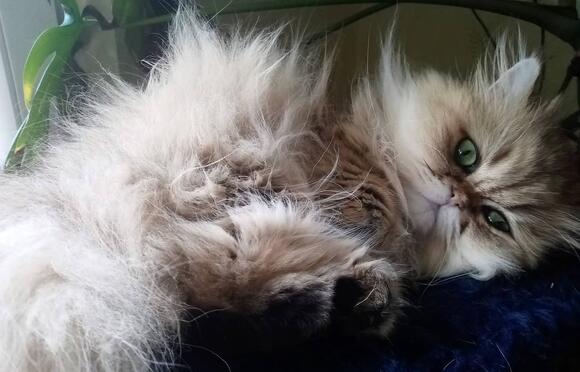 15 Cat Breeds Best Suited for First Time Owners - NewsBreak