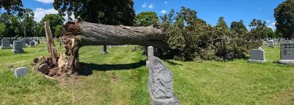 Storm knocks down tree, exposes hidden 100-year-old gravestone - NewsBreak