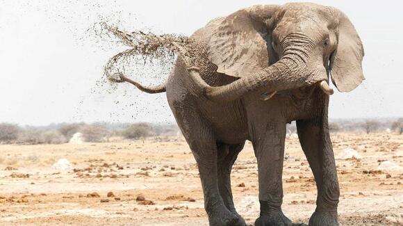 Elephants Have 150,000 Muscles In Their Trunks (And How They Use Them ...