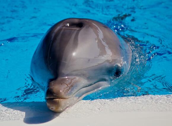What Happens When a Dolphin Saves a Human – Coincidence or Instinct ...