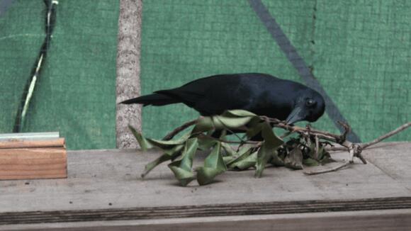 What the Crow as a Spirit Animal Can Teach You About Mystery and Magic ...