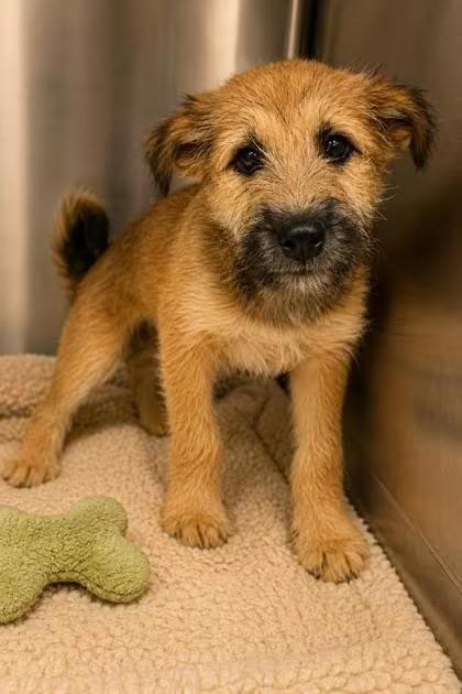 🐶 Playful, Gentle & Loyal Dogs Ready for Adoption in Malvern - NewsBreak