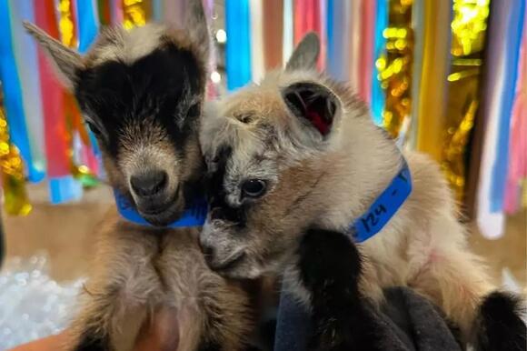 Spring Farm Fun Returns Soon To New Jersey - NewsBreak