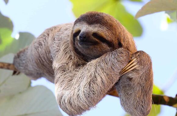 Weird & Bizarre Animals in the Amazon Rainforest - NewsBreak