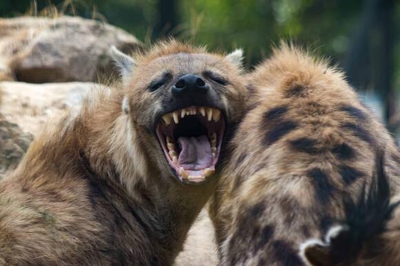 The Pungent Scent of the Male Brown Hyena - NewsBreak