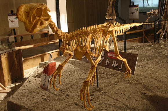 How Fossils Can Fool Us Mistakes and Misinterpretations in Paleontology ...