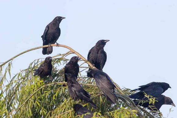 Are Crows Bad Luck? 5 Myths About Crows, Debunked - NewsBreak
