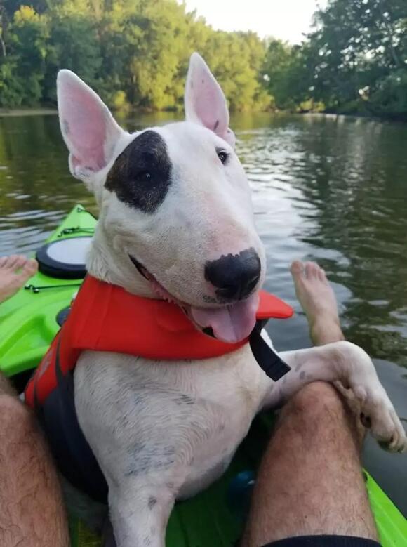 Have A Paw-some Time At The Fur Ball Gala - NewsBreak