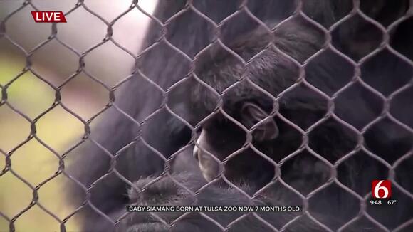 Watch: Baby Siamang At The Tulsa Zoo Now 7 Months Old
