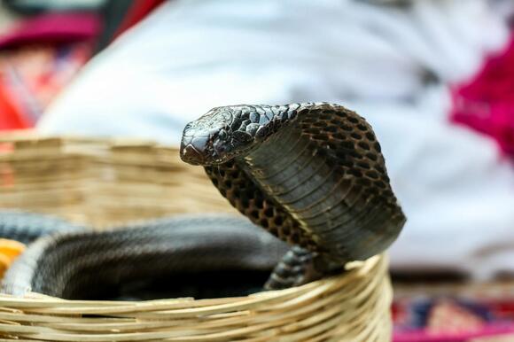 Who Would Win in A Fight: Cobra or Puma? - NewsBreak