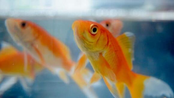 10 Aquarium Mistakes First-Time Fish Owners Make - NewsBreak