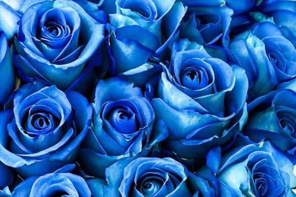 What Do Different Rose Colors Symbolize For Valentine's Day? - NewsBreak