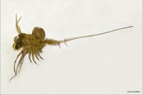 This Animal Can Jump 100 Times Its Own Height - NewsBreak